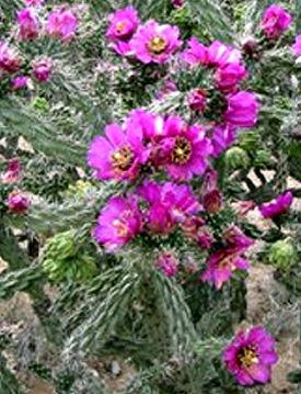 Purple Texas Cholla Tree Cactus (opuntia Imbricata) - 1 Unrooted ...