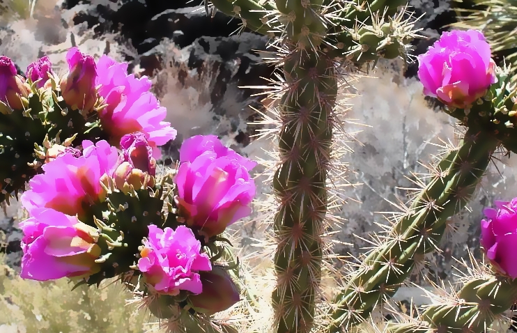 Purple Texas Cholla Tree Cactus (opuntia Imbricata) - 1 Unrooted ...